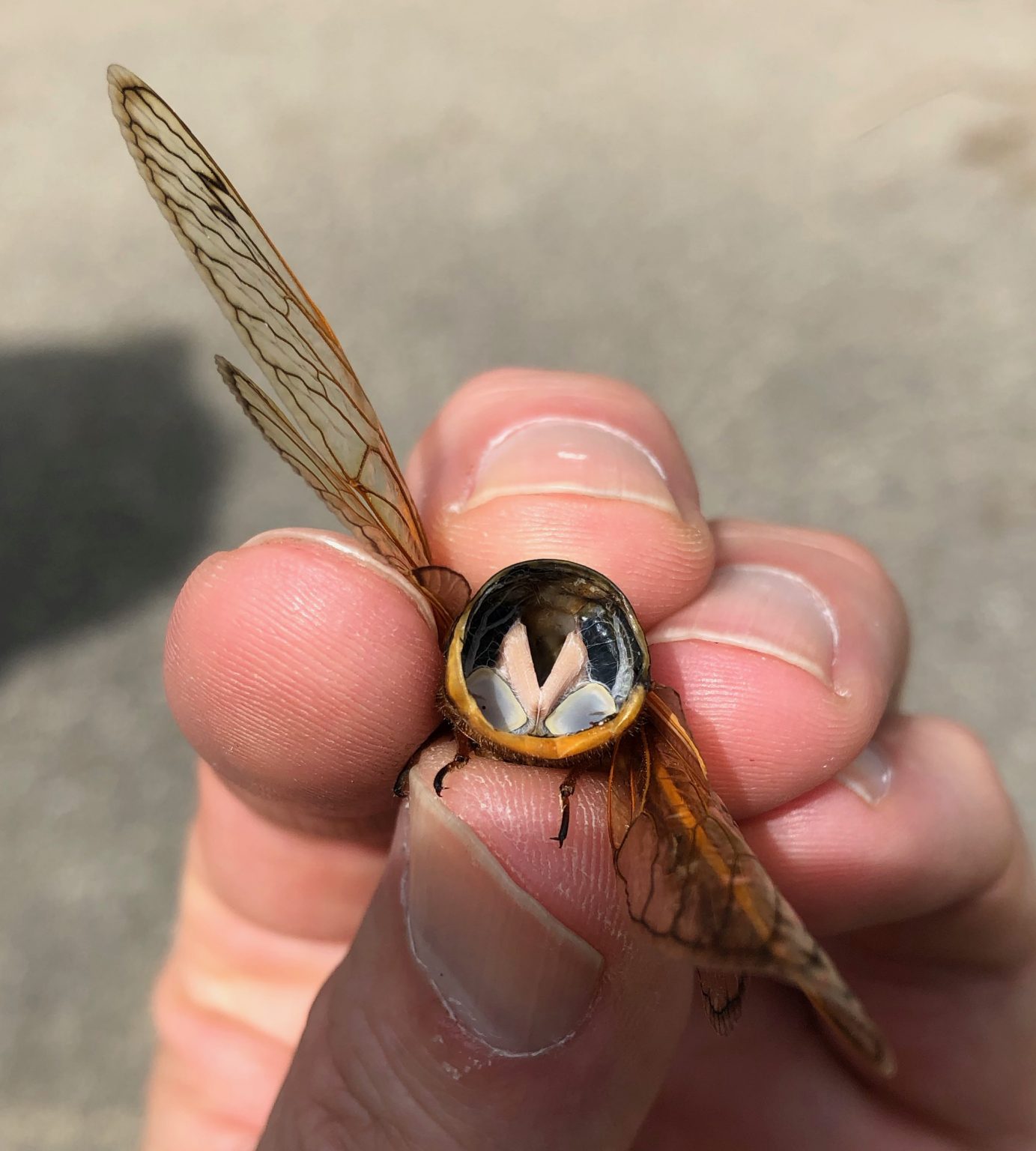 Behavior | Periodical Cicada Information Pages